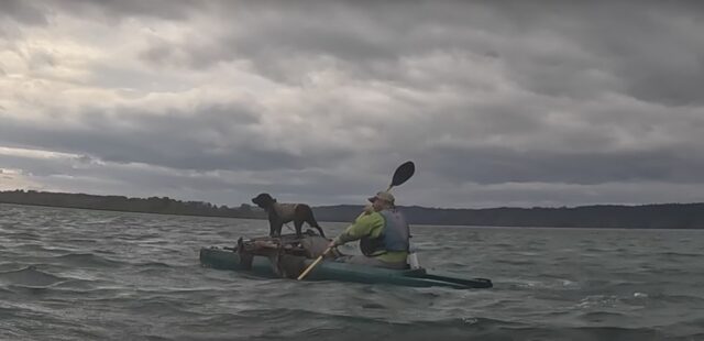 Dog on Board – Dog Platform – STABLE KAYAKS AND MICROSKIFFS MADE BY ...