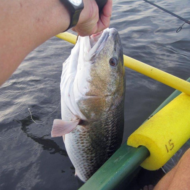 biggest-redfish-in-10-years – STABLE KAYAKS AND MICROSKIFFS MADE BY ...