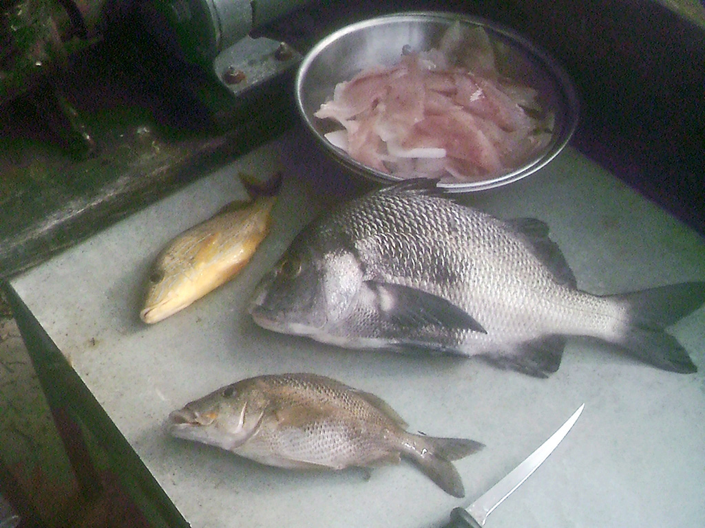 Margate Fish Recipe | Besto Blog