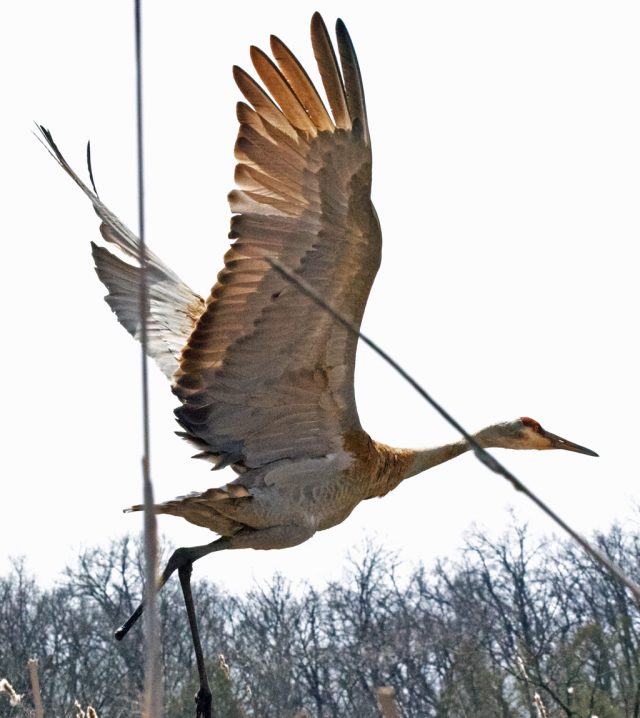red-heron-flying – STABLE KAYAKS AND MICROSKIFFS MADE BY WAVEWALK