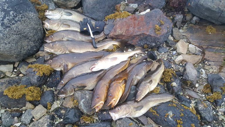 Wavewalk 700 fishing for cod in Norway’s fjords – STABLE KAYAKS AND ...