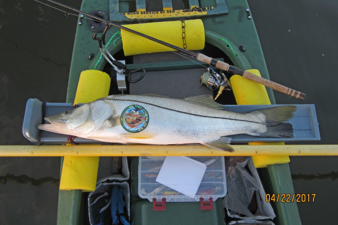 1st place 35 inch snook in Wavewalk 500 1280 – STABLE KAYAKS AND ...