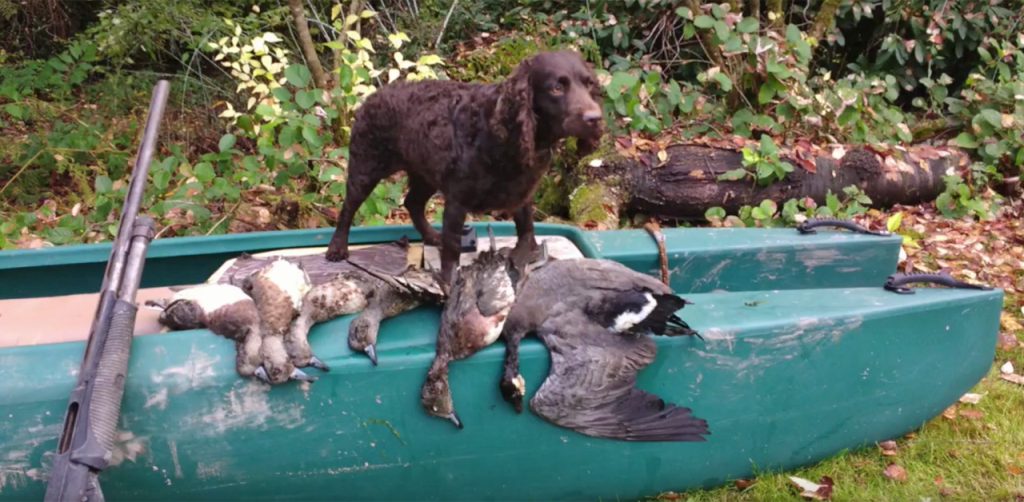 Training my retriever dog with my Wavewalk 700 duck hunting kayak ...