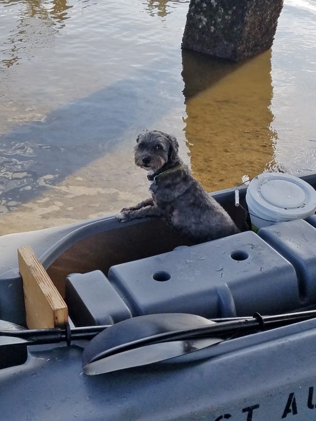 Dog on Board – Dog Platform – STABLE KAYAKS AND MICROSKIFFS MADE BY ...