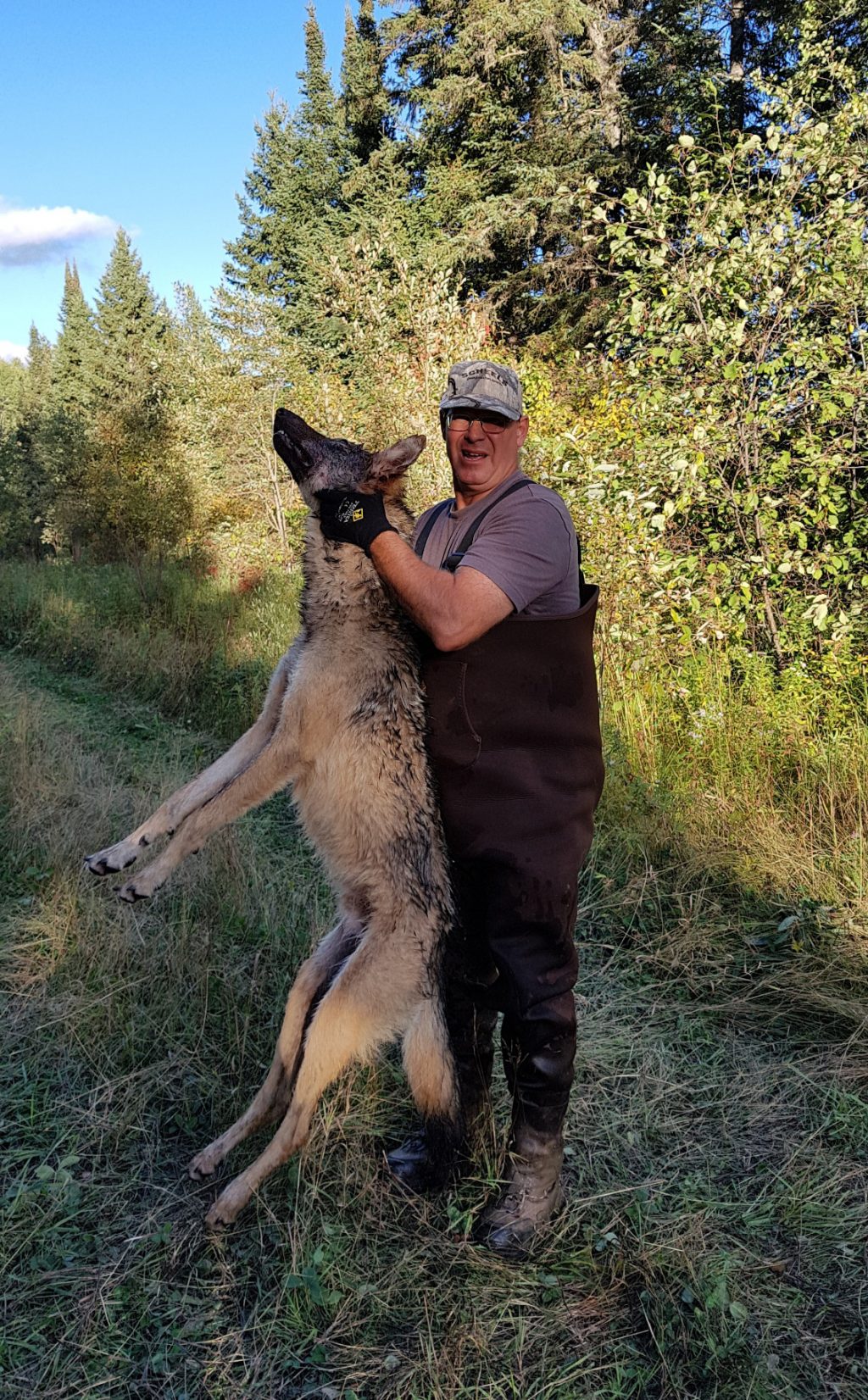 Shooting a timberwolf while hunting geese – STABLE KAYAKS AND ...
